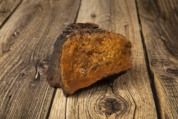 How to Grow Chaga Mushroom