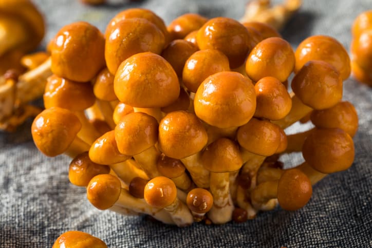 How to Grow Nameko Mushrooms
