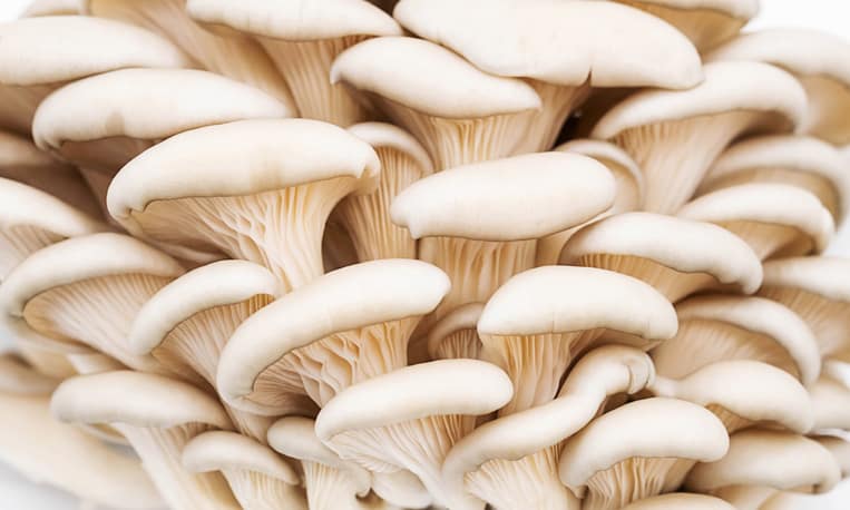 How to Grow Italian Oyster Mushrooms
