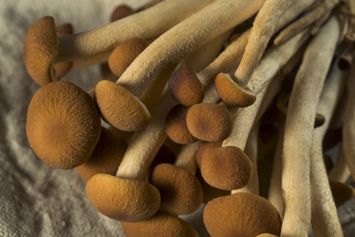 How to Grow Pioppino Mushrooms