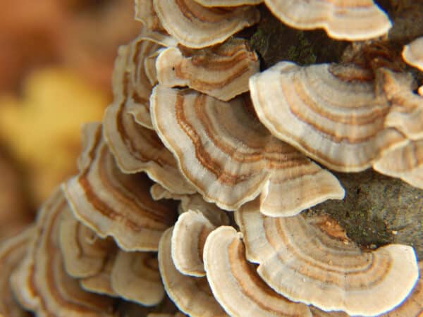 How to Grow Turkey Tail Mushrooms