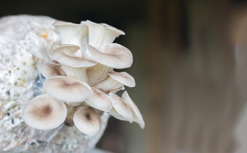 Growing Mushrooms at Home: Our 7-Step Guide | Good Mushroom