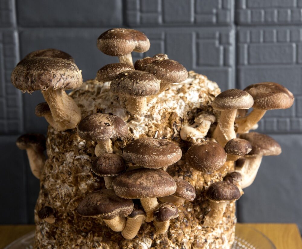 Shiitake Good to Grow Kit | Good Mushroom